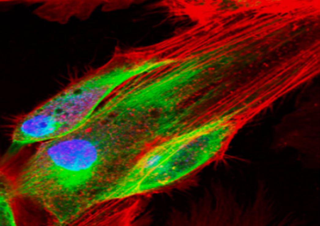 Powerful Integration of Fluorescence and Stereology: FluoroStereologer